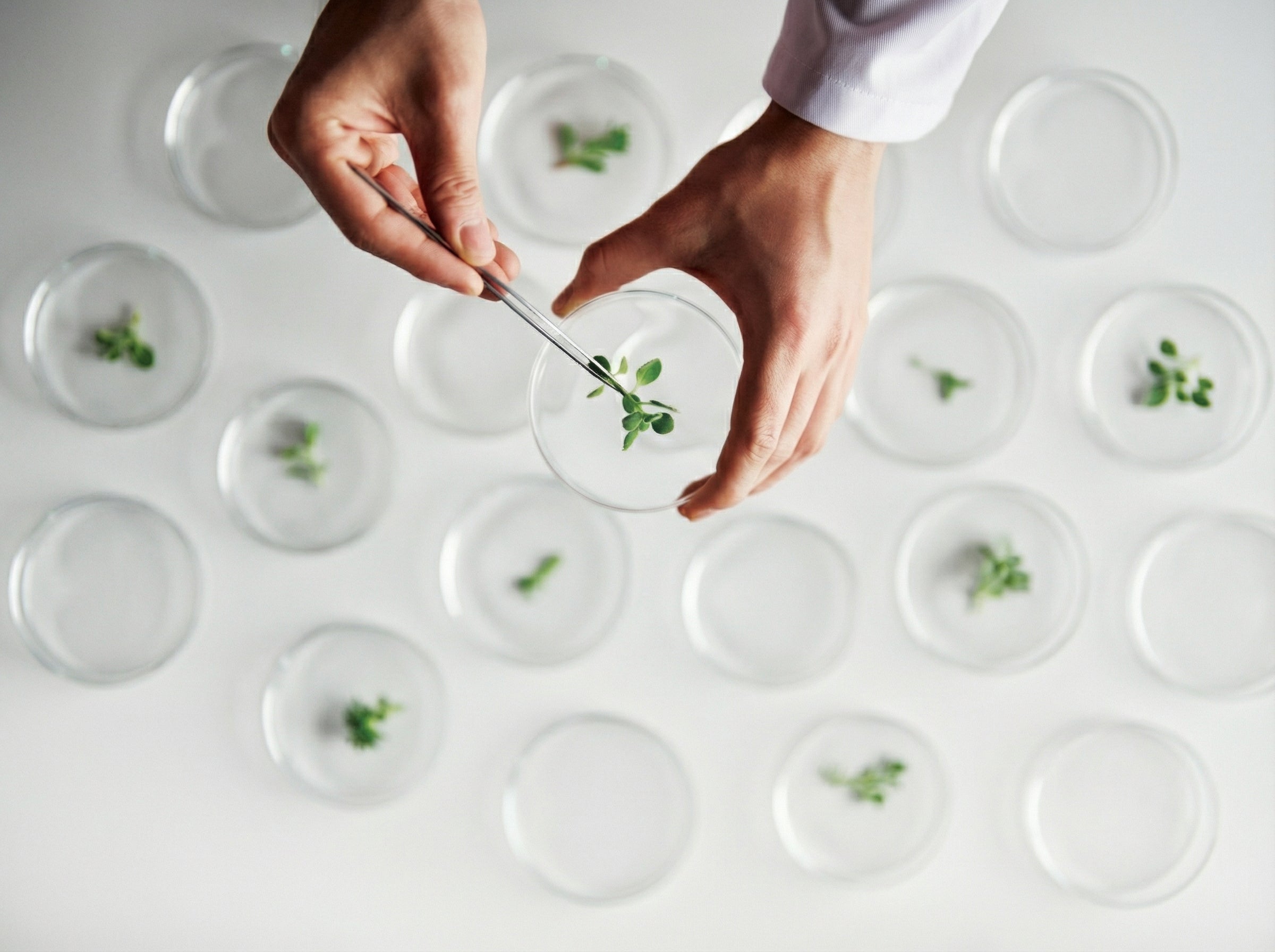Plant Stem Cell Technology – VEDICDERM